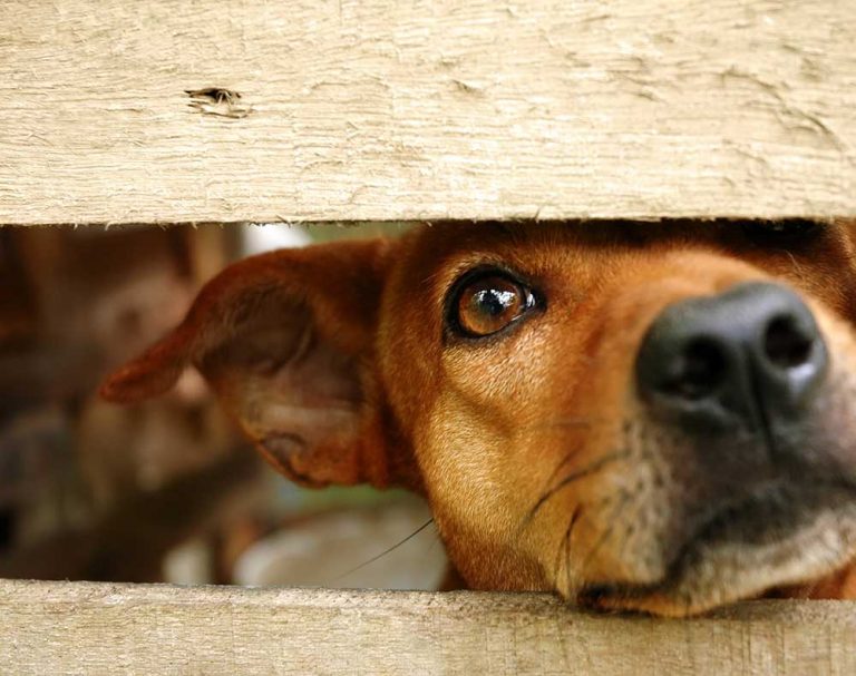 Animal Welfare Advocates | Colorado Citizens for Canine Welfare